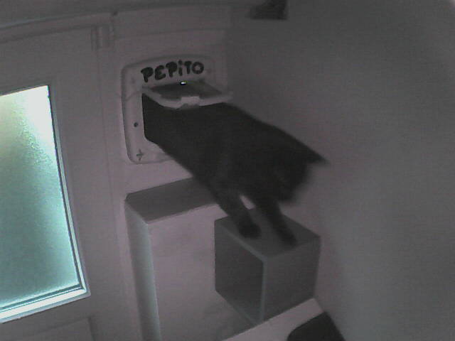 Pépito the Cat: How a Cat Left the Internet Worried